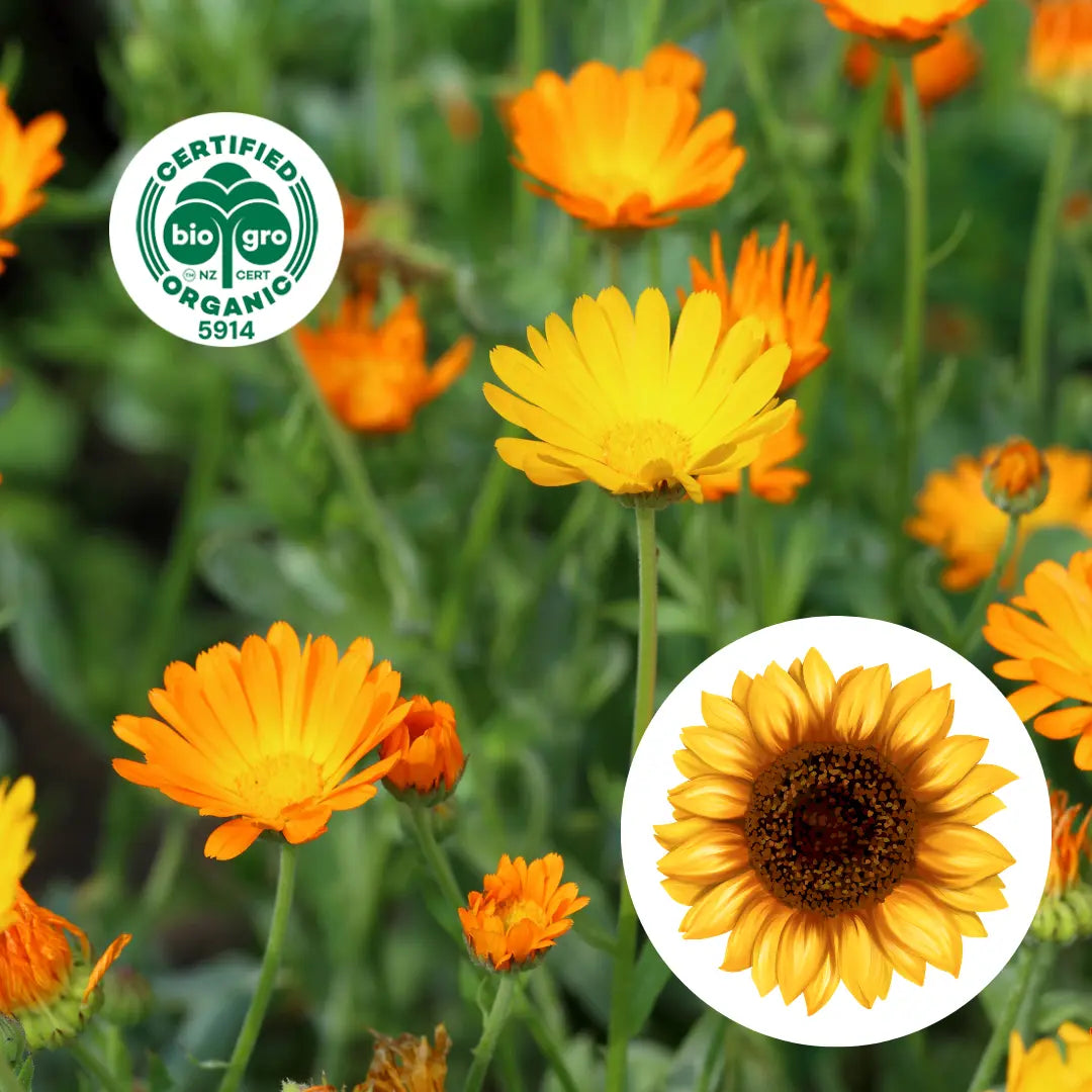 Calendula infused in Sunflower oil – certified organic | Buy from Go ...