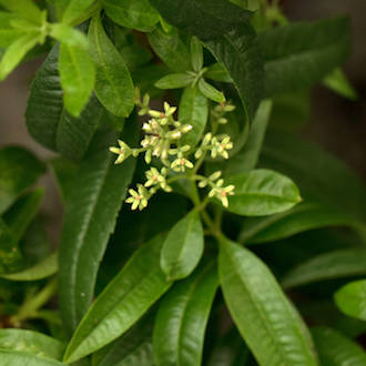 Lemon Verbena Natco Perfume Concentrate | Go Native NZ – Go Native New ...