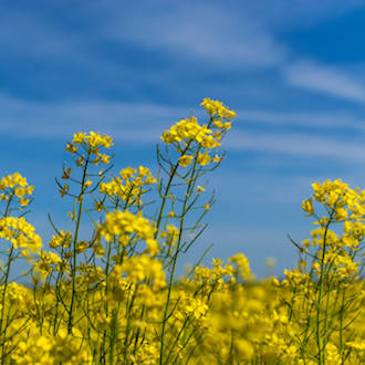 Skincare & Cosmetic - New Zealand Rapeseed Oil – Go Native New Zealand Ltd