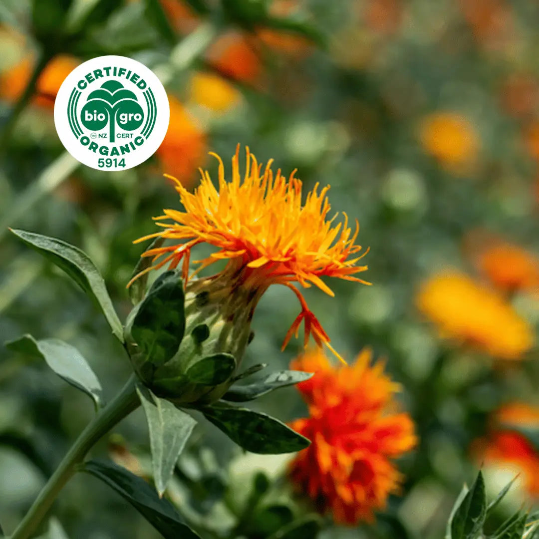Certified Organic Safflower oil from Go Native NZ – Go Native New ...