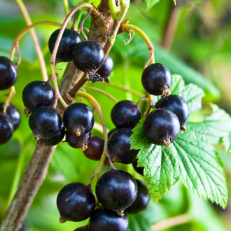 Buy New Zealand grown Blackcurrant seed oil - Go Native NZ – Go Native ...