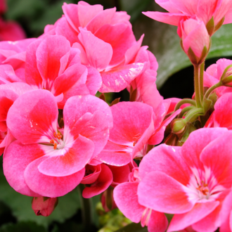 Go Native NZ | Egyptian Geranium Essential Oil – Go Native New Zealand Ltd